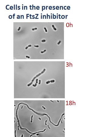 Combatting antimicrobial resistance through targeting bacterial cell ...